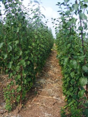 Pomi fructiferi altoiti, calitate si seriozitate, mar -Starkrimson ...