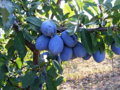 Pomi fructiferi altoiti, calitate si seriozitate, mar -Starkrimson ...