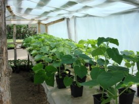 Rasad, seminte, butasi paulownia