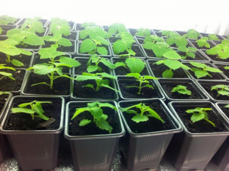 Rasad, seminte, butasi paulownia