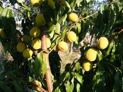 Pomi fructiferi altoiti, calitate si seriozitate, mar -Starkrimson ...